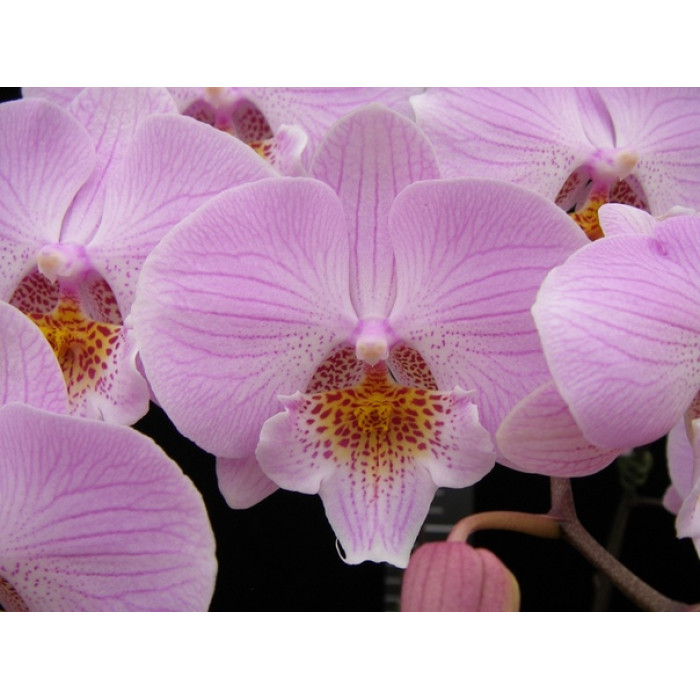 Орхидея Phal. Younghome Princess big lip - купить, доставка Украина